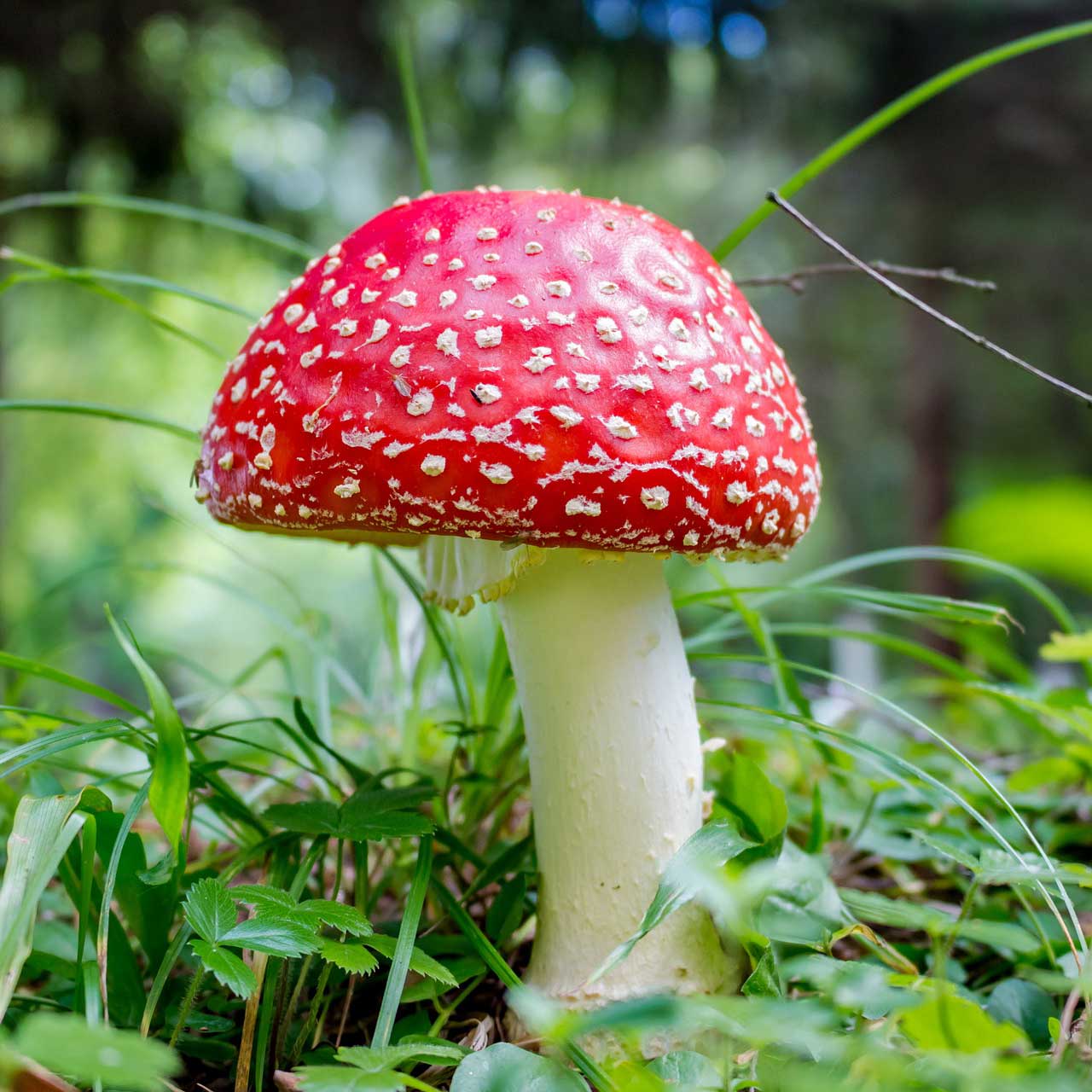 ABM Mushroom Quality Standards | Desert Forest Nutritionals®