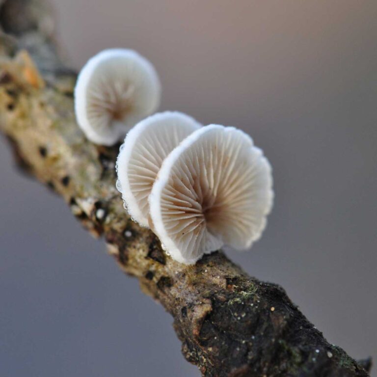 ABM Mushroom Quality Standards | Desert Forest Nutritionals®
