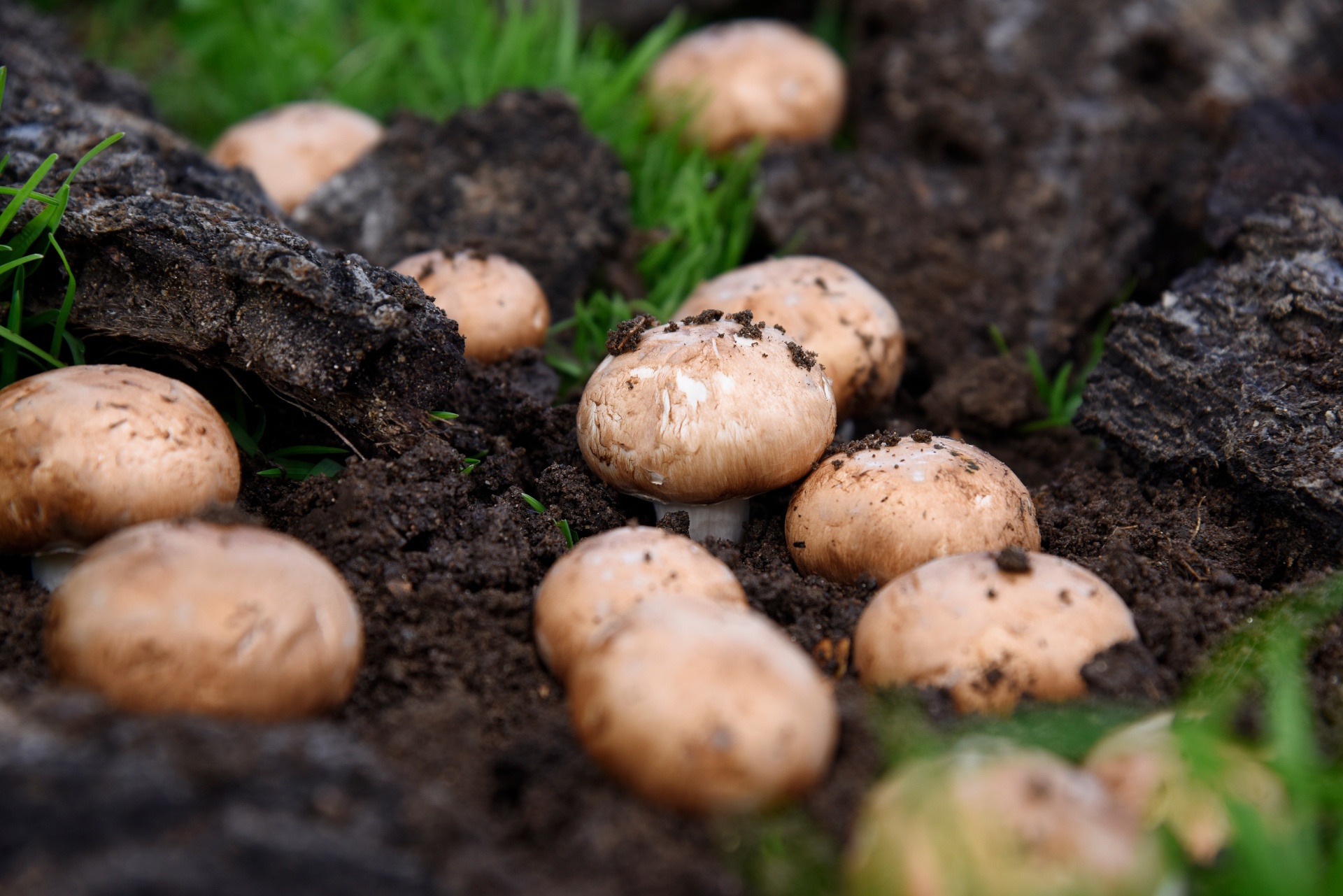 Exploring Adaptogens in Agaricus Blazei Murrill (ABM) Mushrooms: A ...